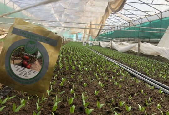 Home - ALMAS SABZ AFGHAN SEED